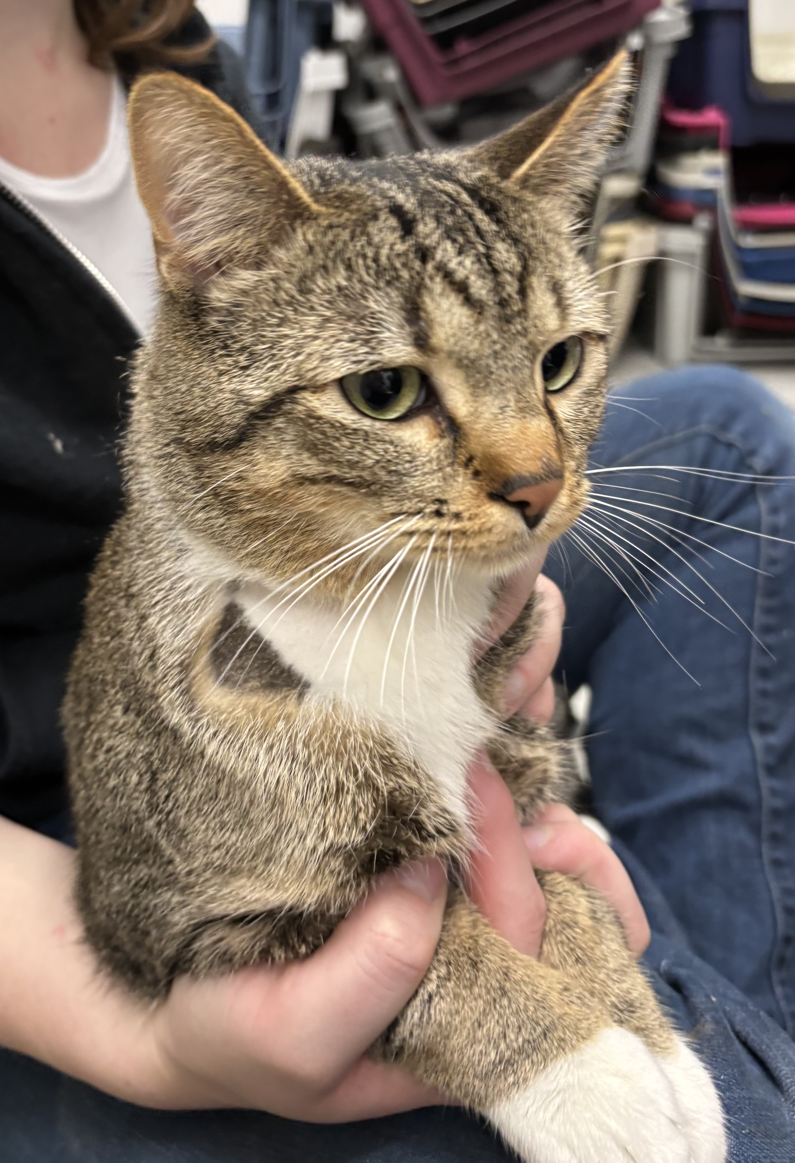 Adoptable Cats - AARCS