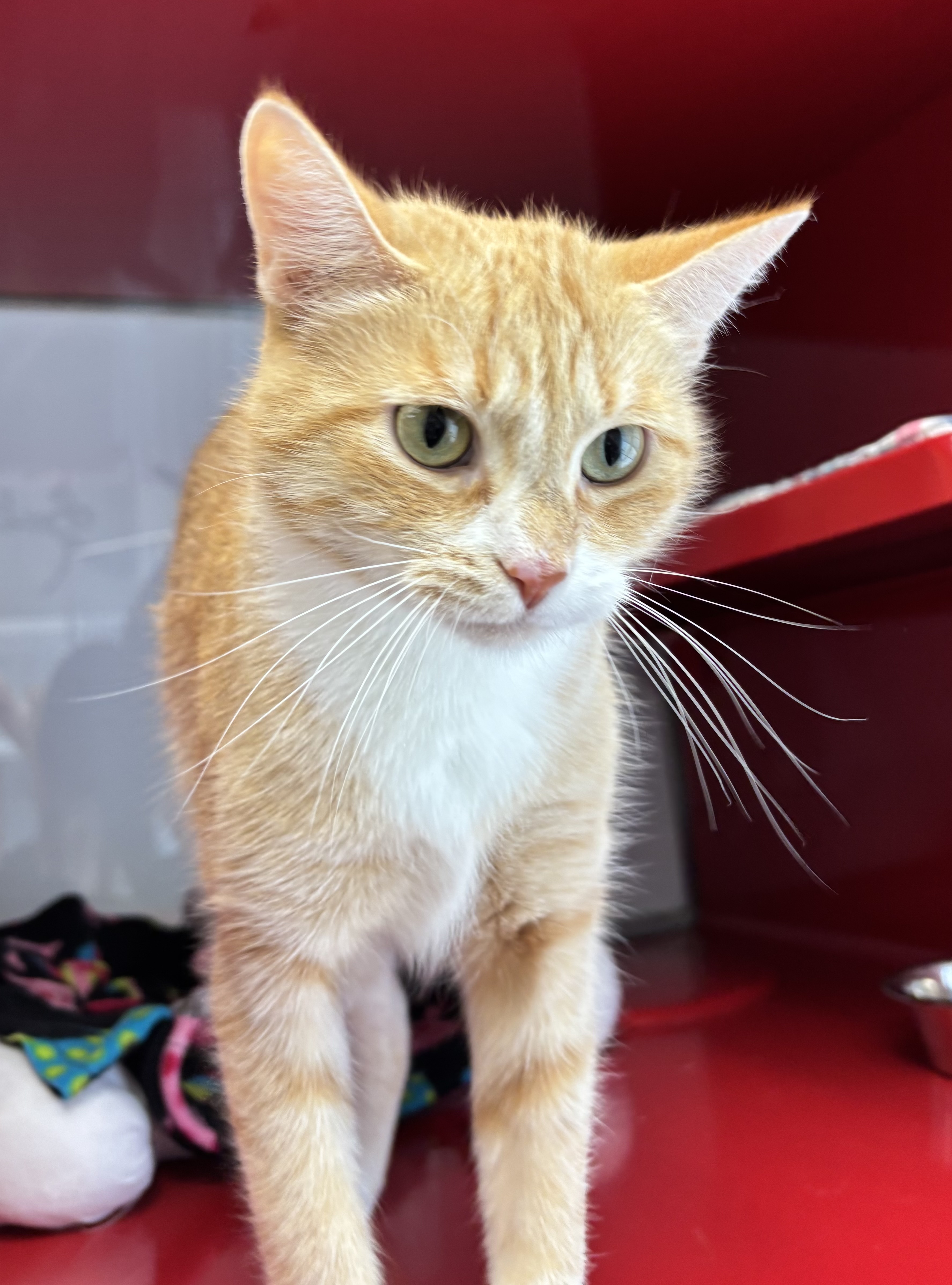 Adoptable Cats - AARCS