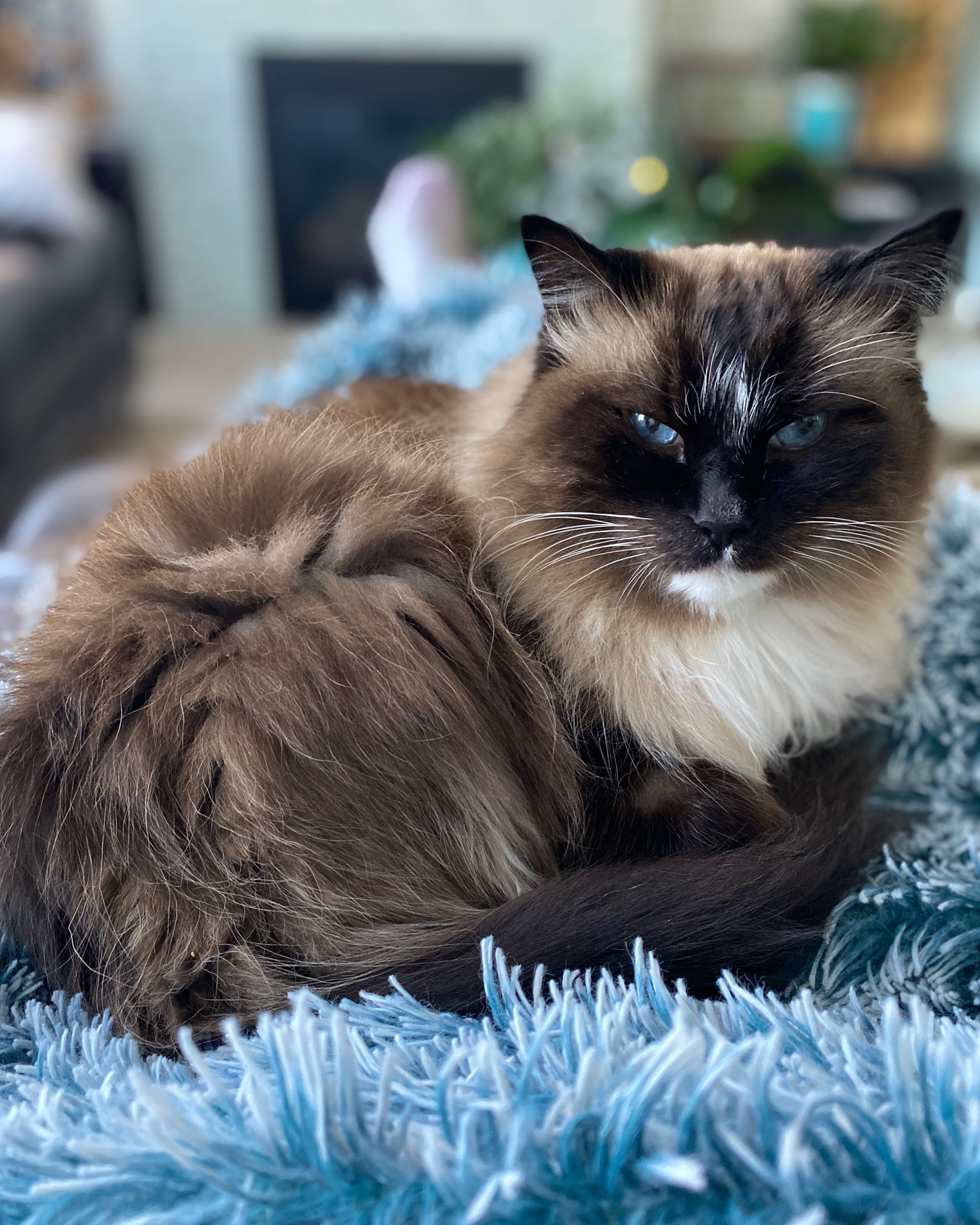 Adoptable Cats - AARCS