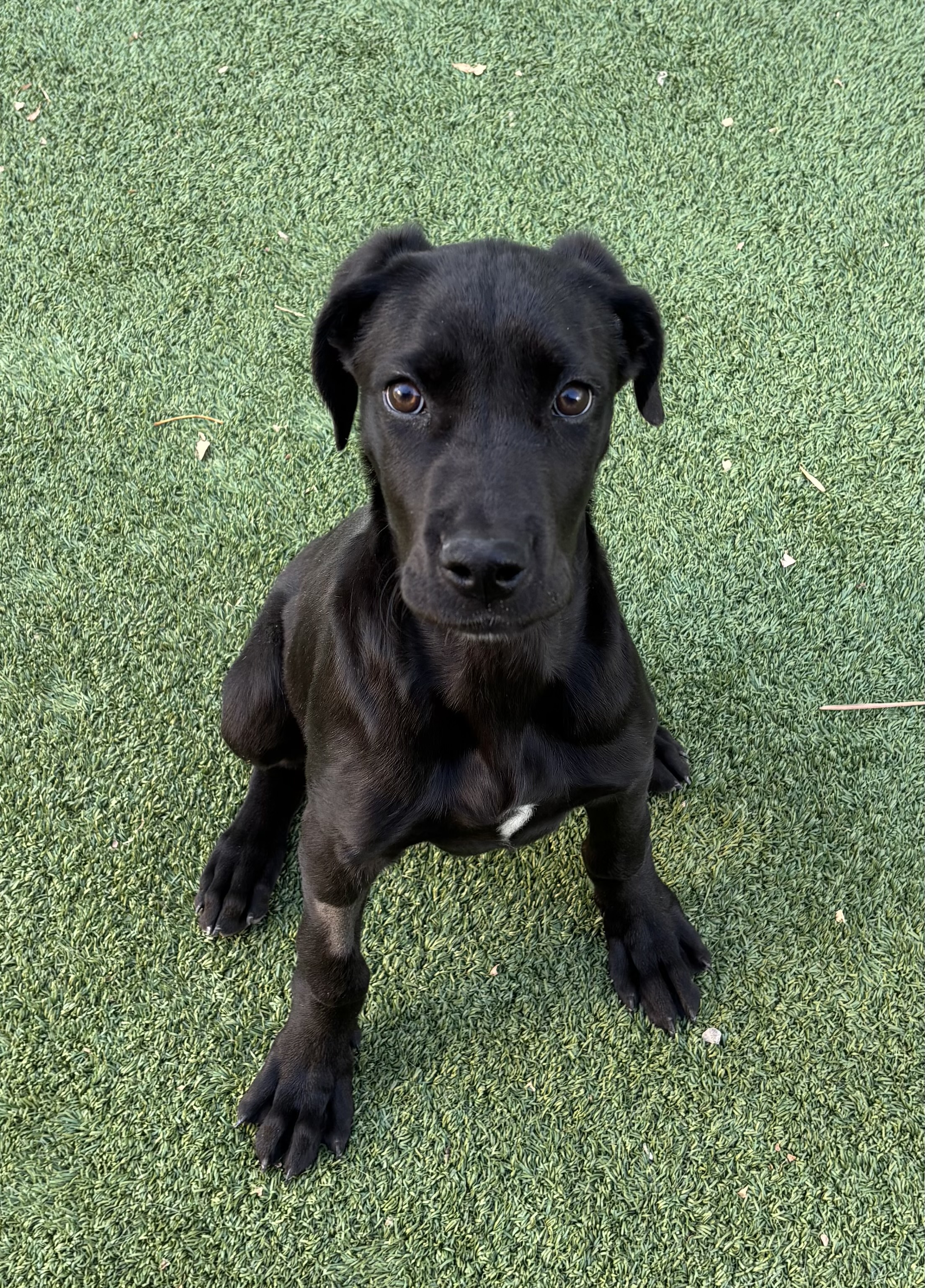 Adoptable Dogs - AARCS
