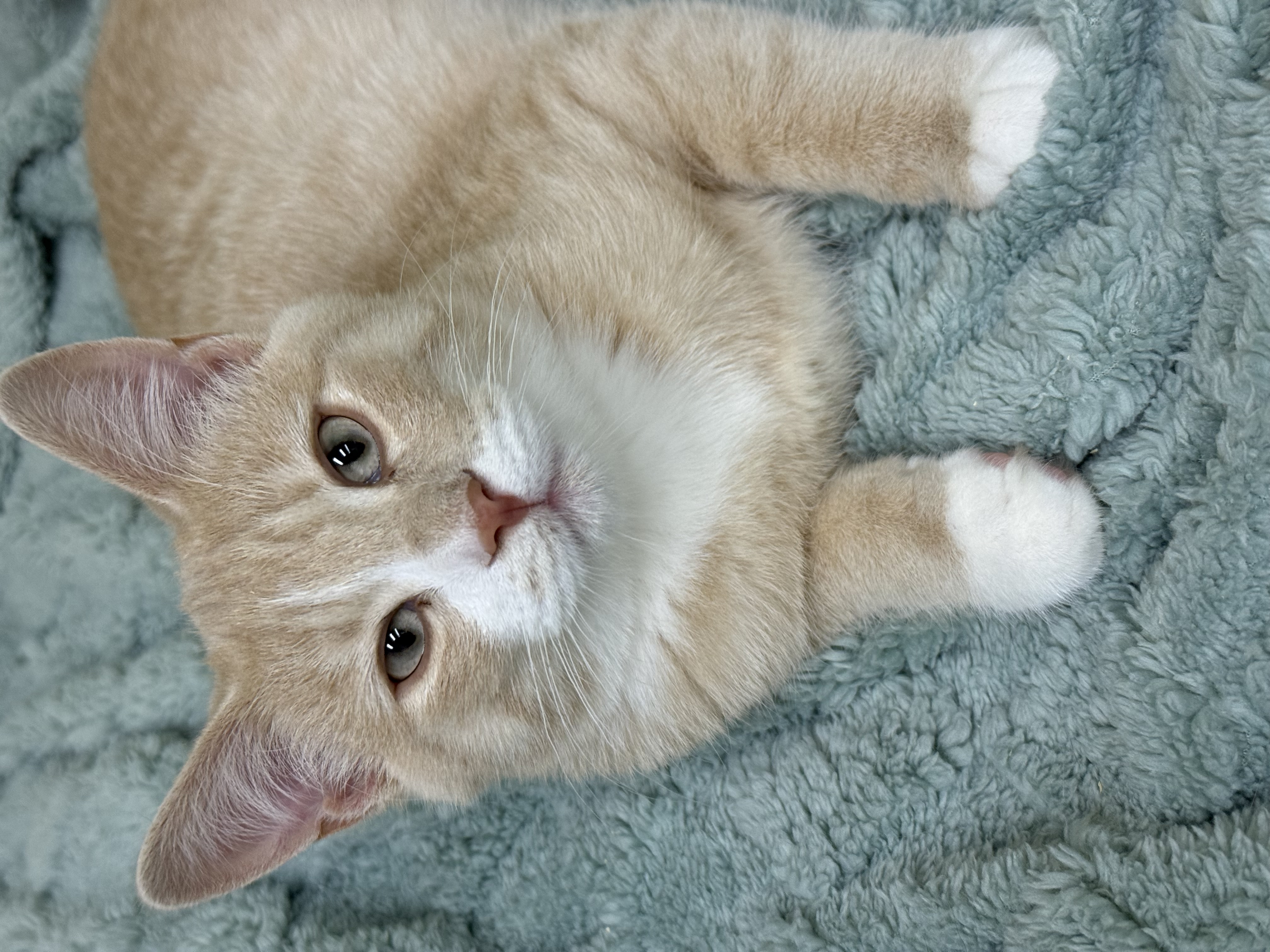 Adoptable Cats - AARCS