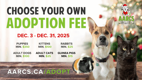 Adoptable Animals - AARCS