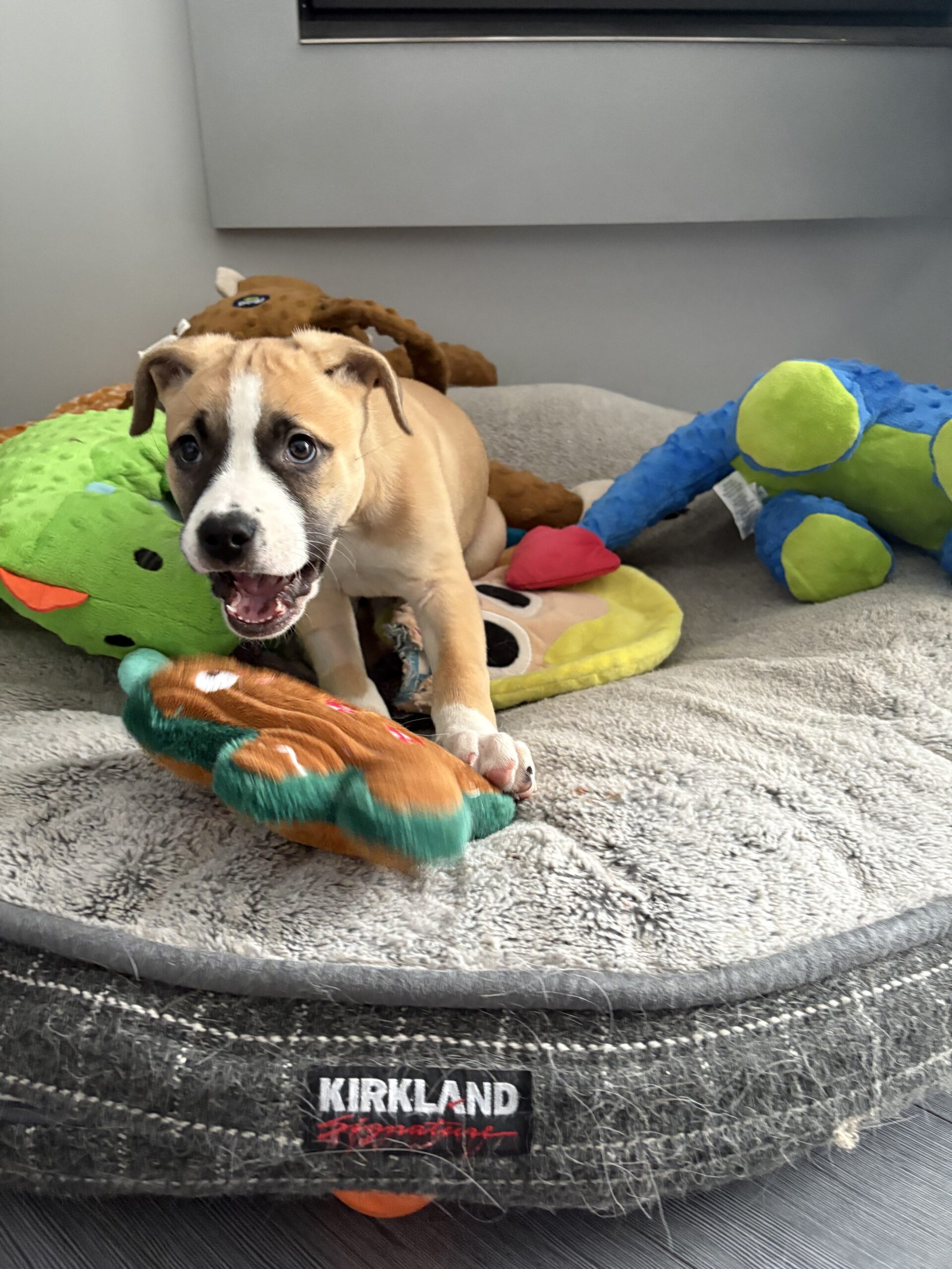 Teaching Your Dog Impulse Control - AARCS